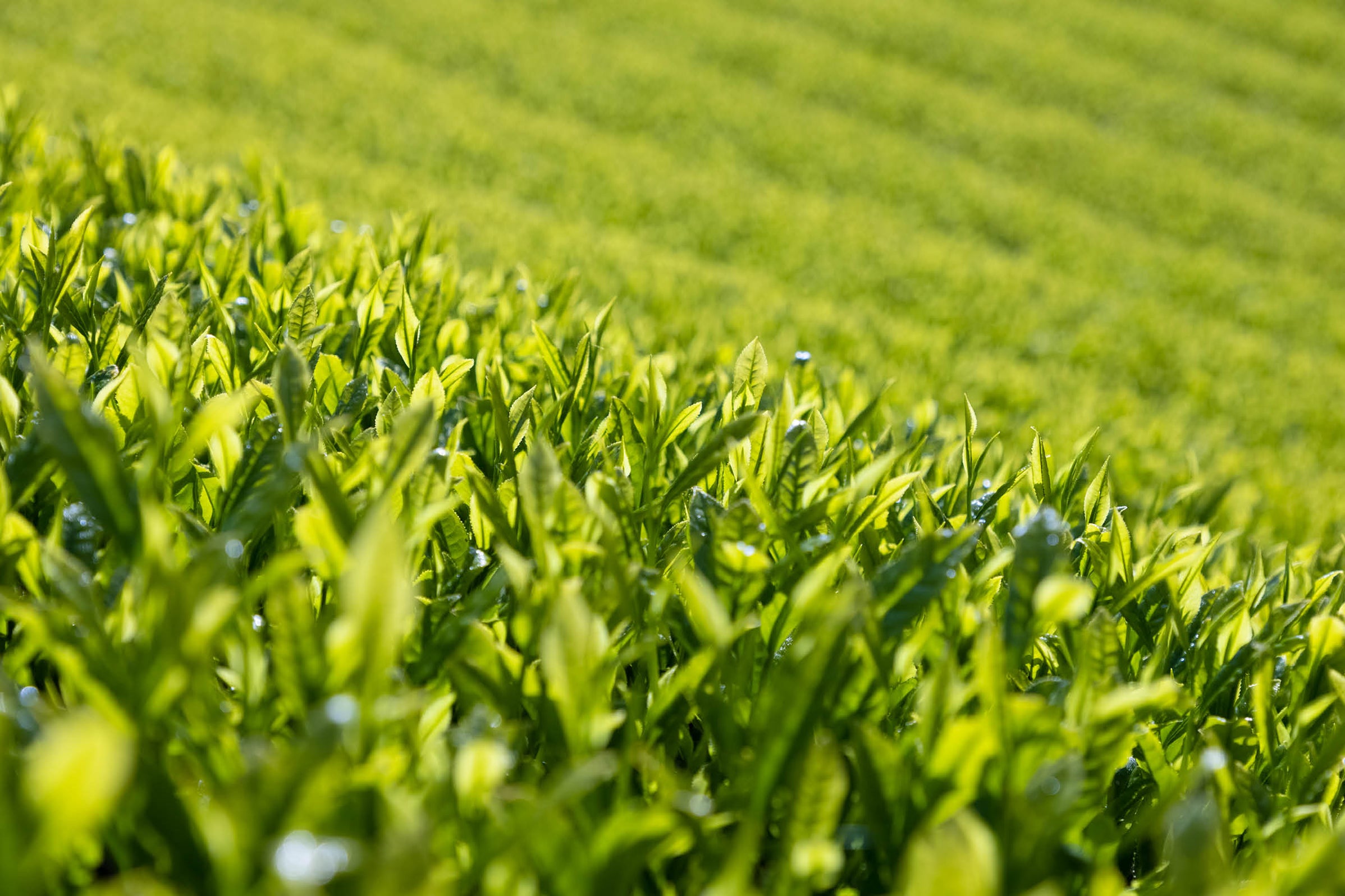 ボトリングティー– TEARGENE online